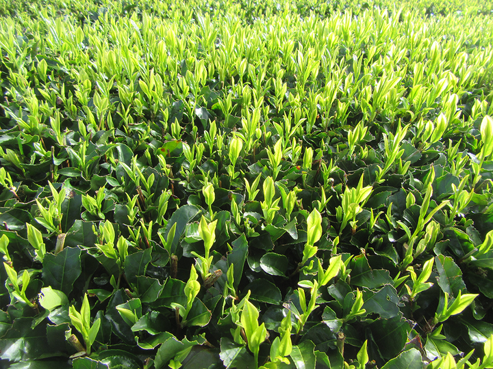 Our Story – Green Tea Estate