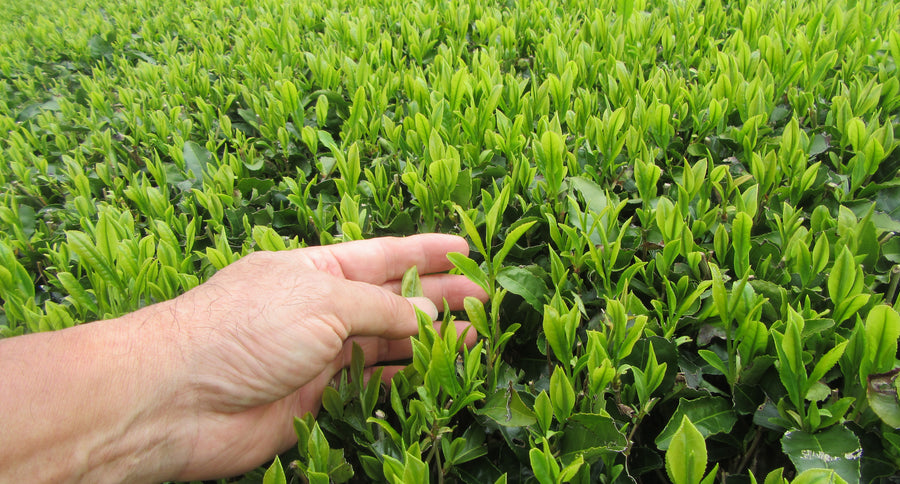 Benefits – Green Tea Estate