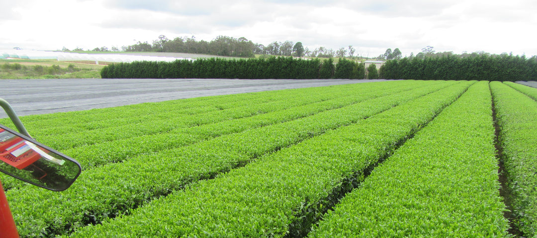Our Story – Green Tea Estate