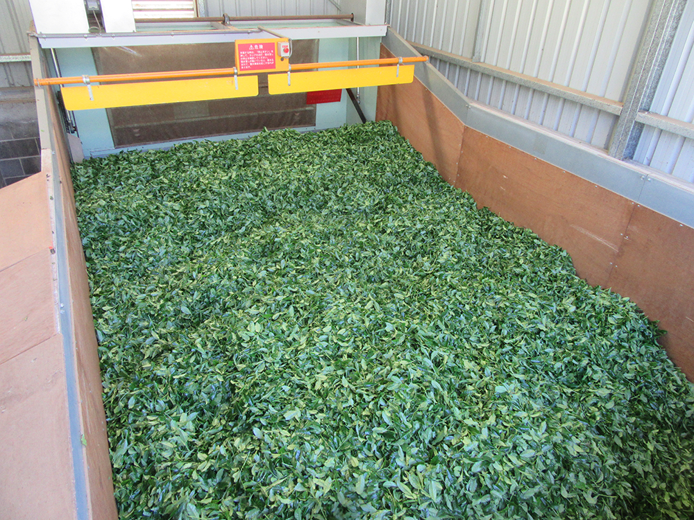 Our Story – Green Tea Estate