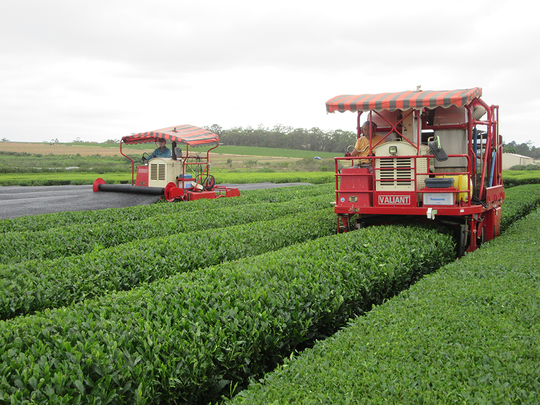 Our Story – Green Tea Estate