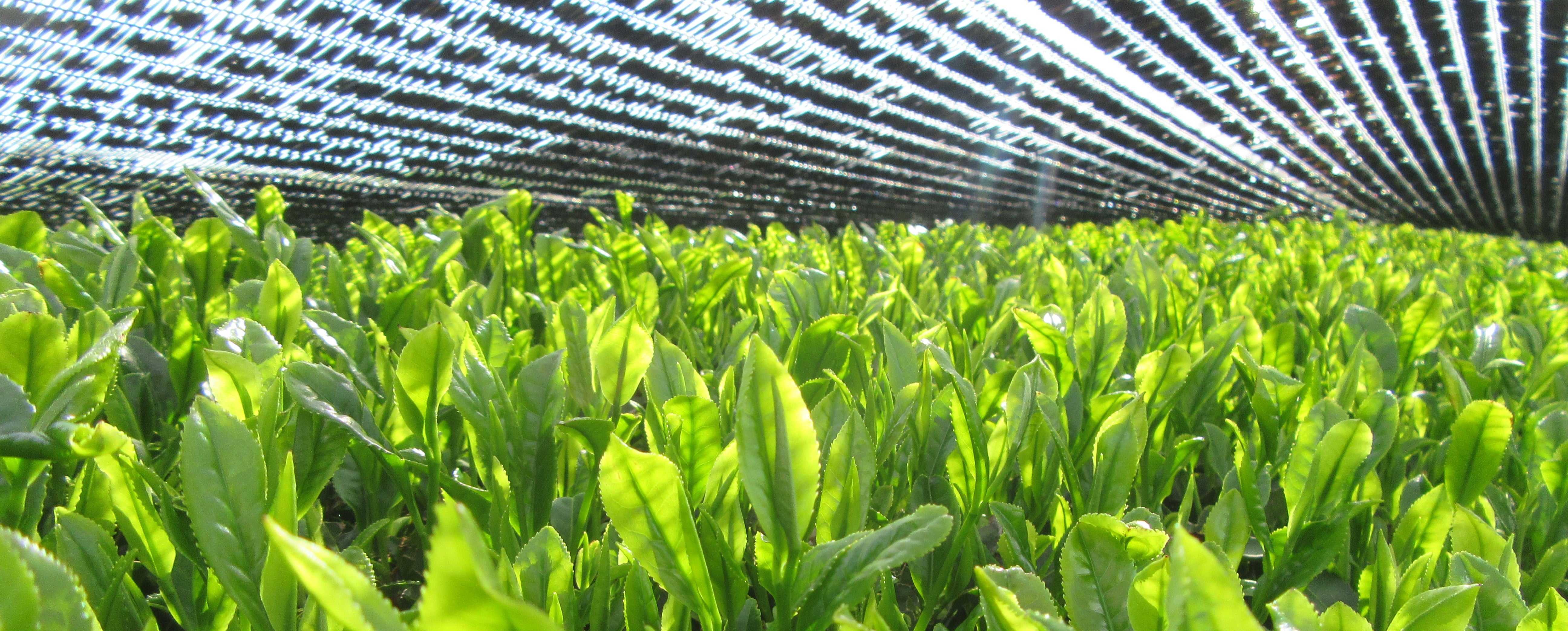 Our Story – Green Tea Estate