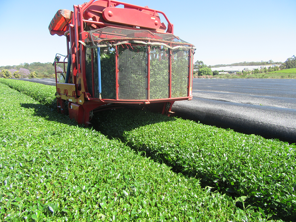 Our Story – Green Tea Estate