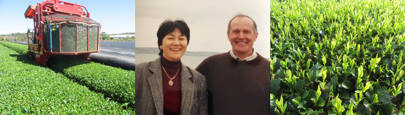 Our Story – Green Tea Estate